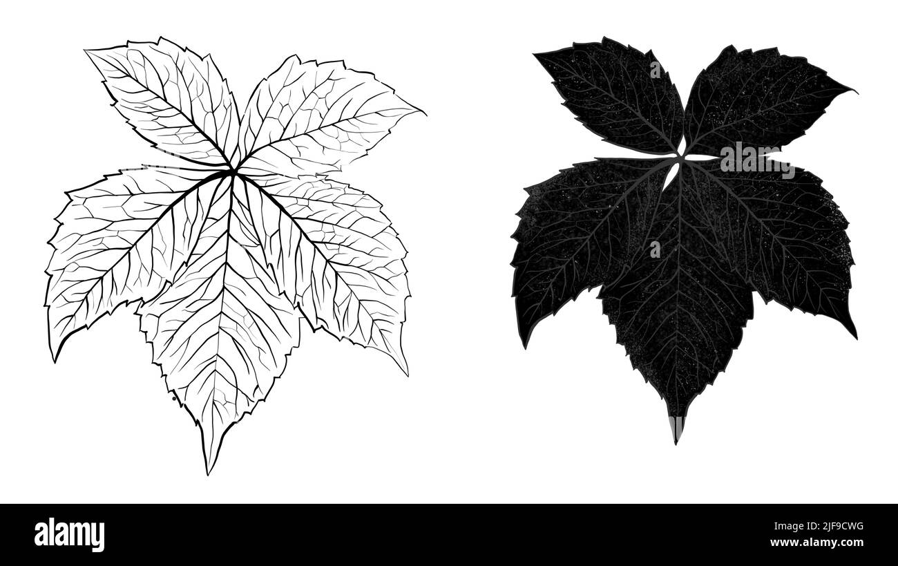 Hand drawn grapes leaves Cut Out Stock Images & Pictures - Alamy