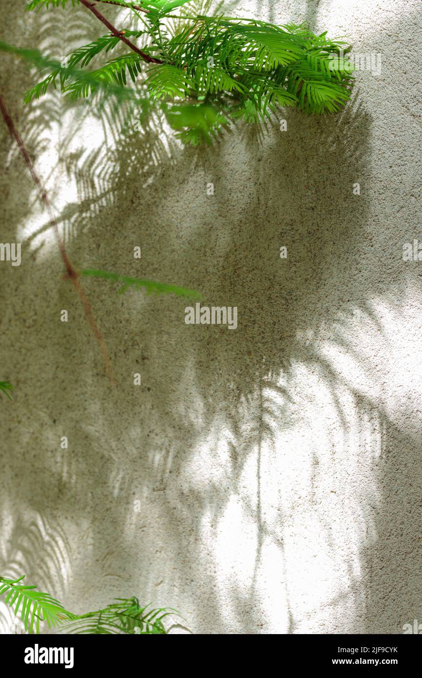 Growing green plant and a wall nature texture pattern Stock Photo - Alamy