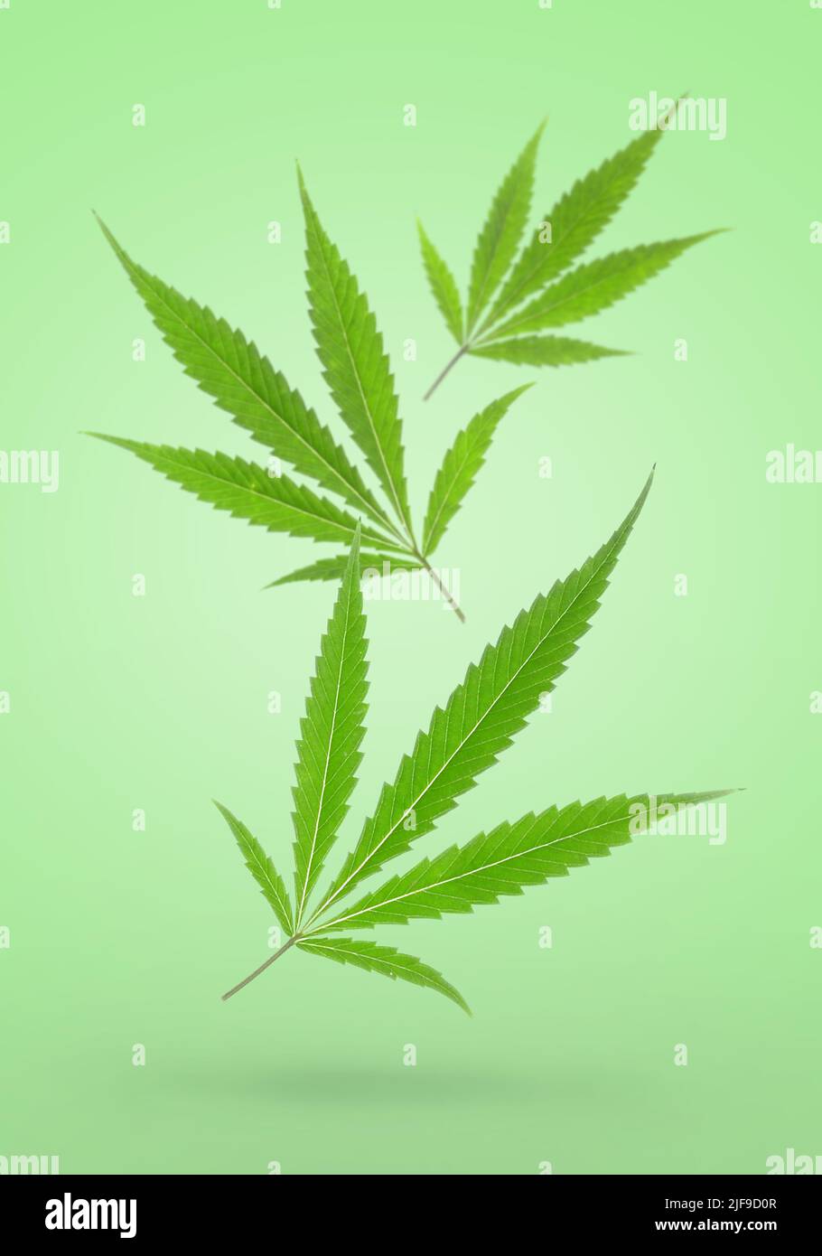 Flying cannabis leaves hi-res stock photography and images - Alamy