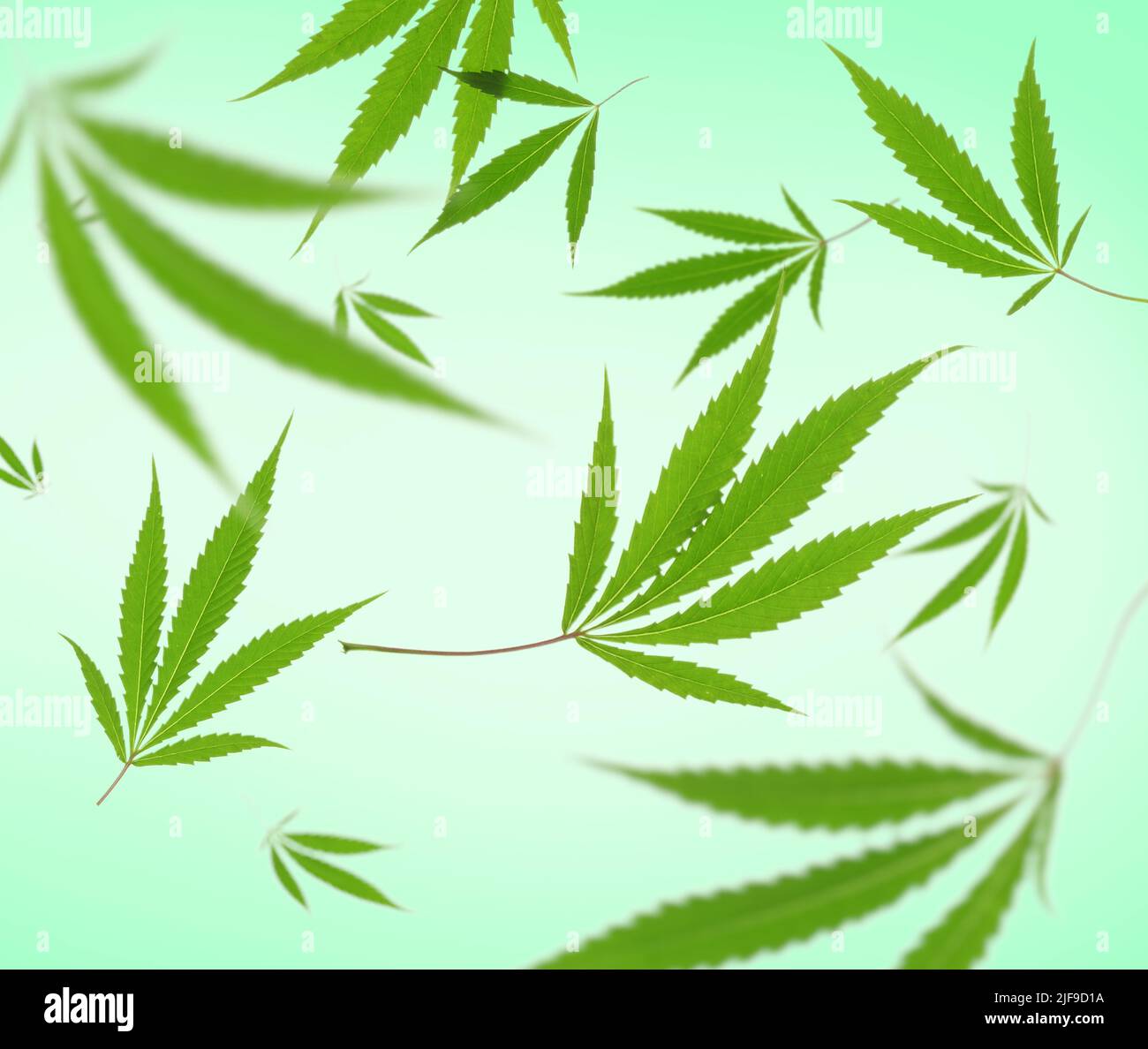 Flying cannabis leaves hi-res stock photography and images - Alamy