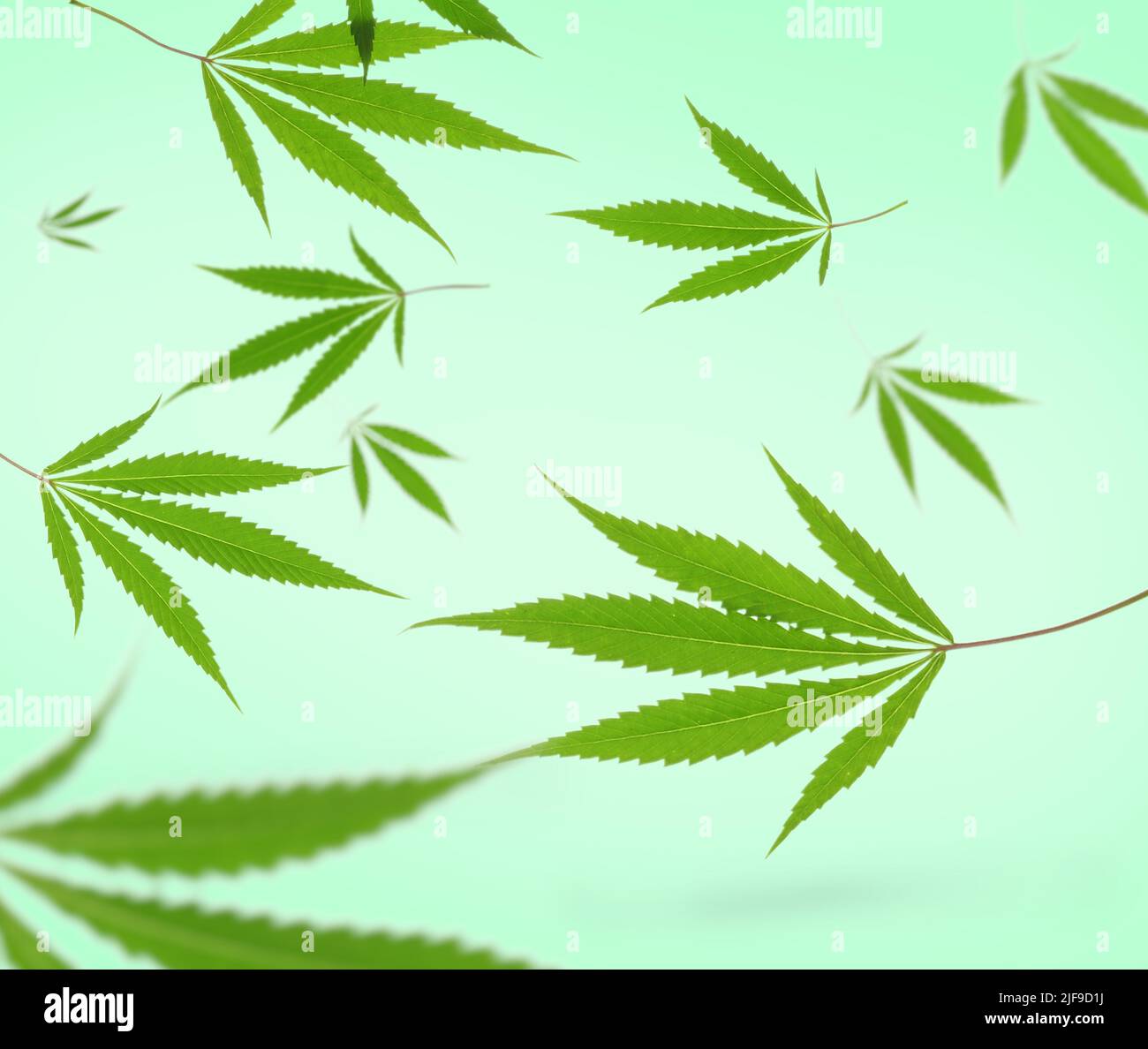 Flying cannabis leaves hi-res stock photography and images - Alamy