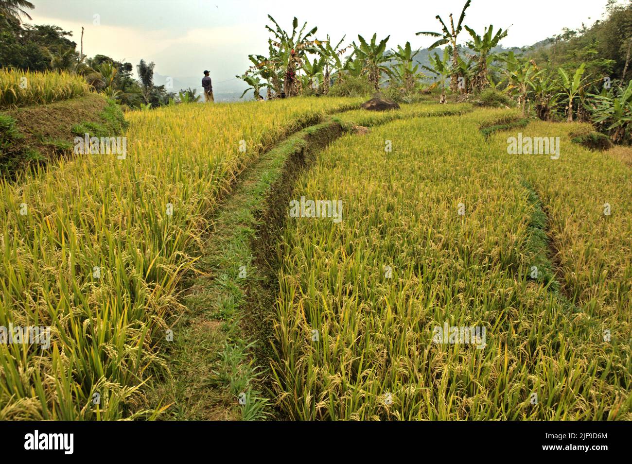 Ripe rice on a rice field in Sumedang, West Java, Indonesia. The latest ...
