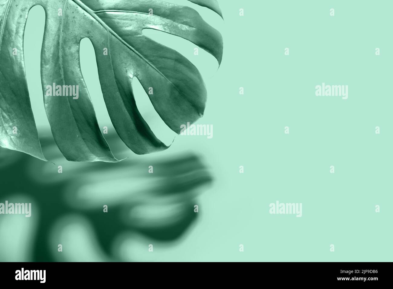 Tropical monstera leaf on mint background Stock Photo - Alamy