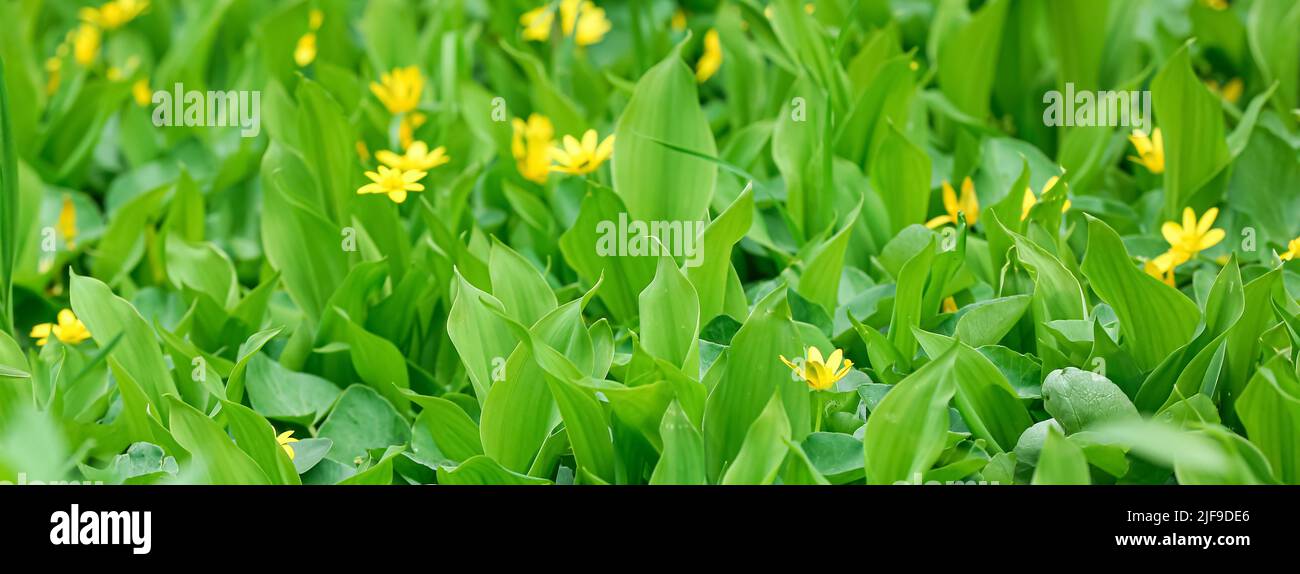 Beautiful spring flowers in garden. Banner for design Stock Photo - Alamy