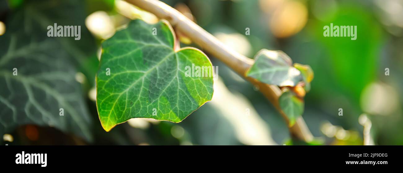Green ivy outdoors, closeup. Banner for design Stock Photo - Alamy