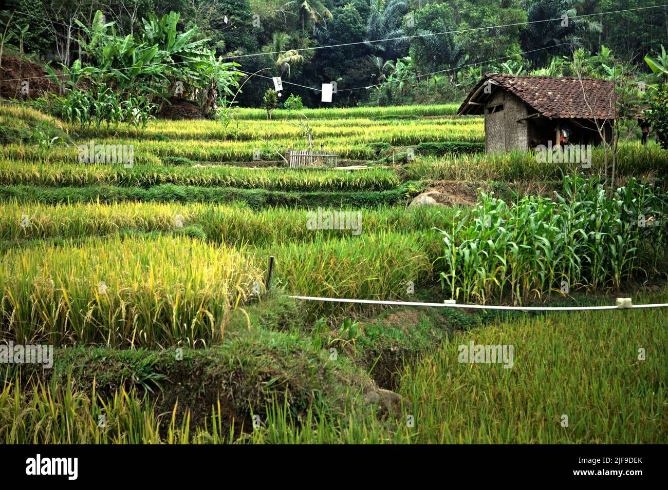 Rice terraces and a farming hut in Sumedang, West Java, Indonesia. The ...