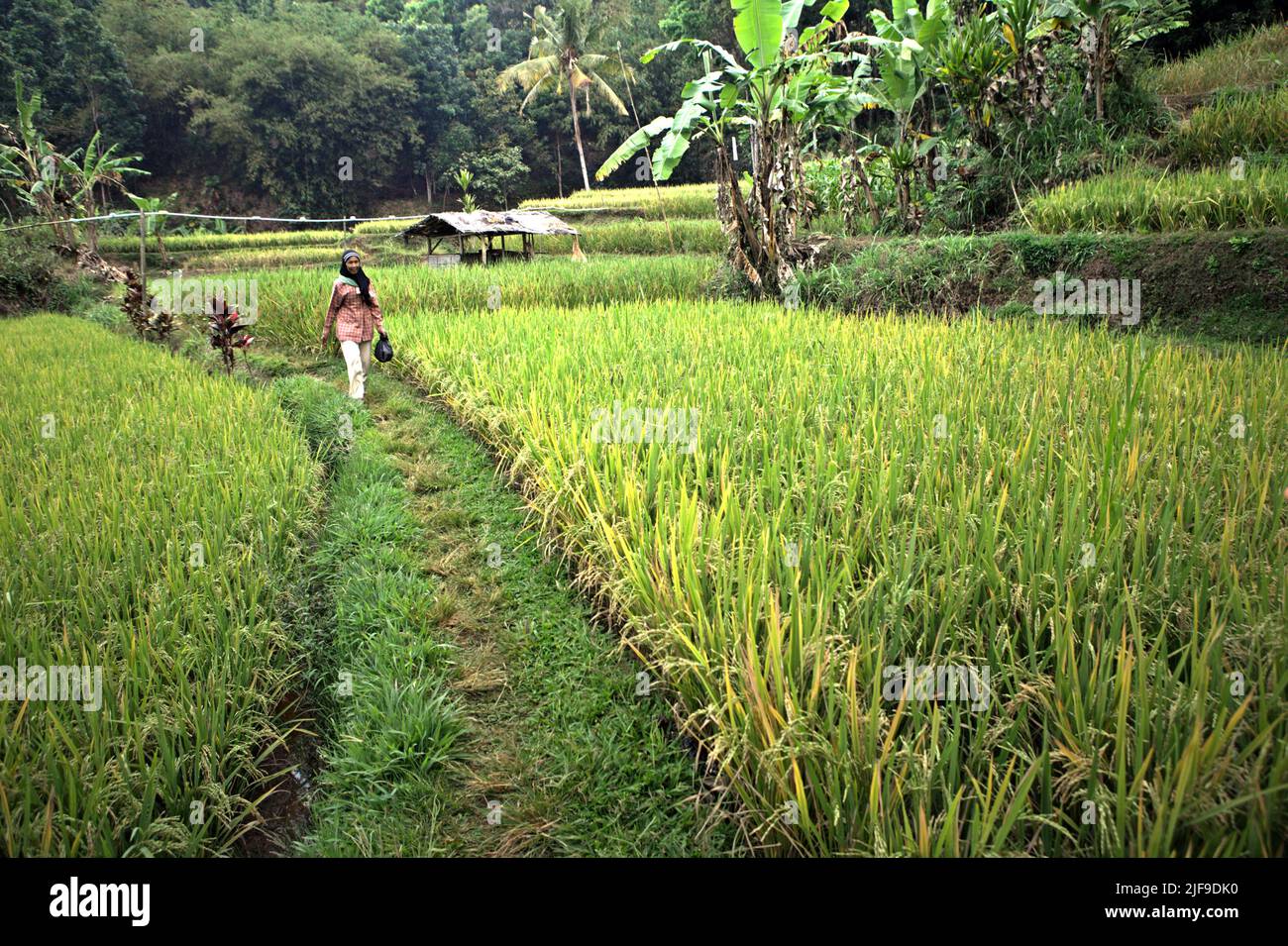 Agricultural paddy field embankment hi-res stock photography and images ...