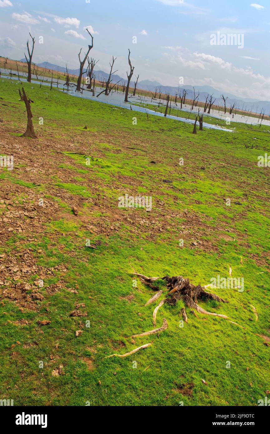 Waterland Landscape, Dry Drowned Trees, Udawalawe National Park, Sri ...