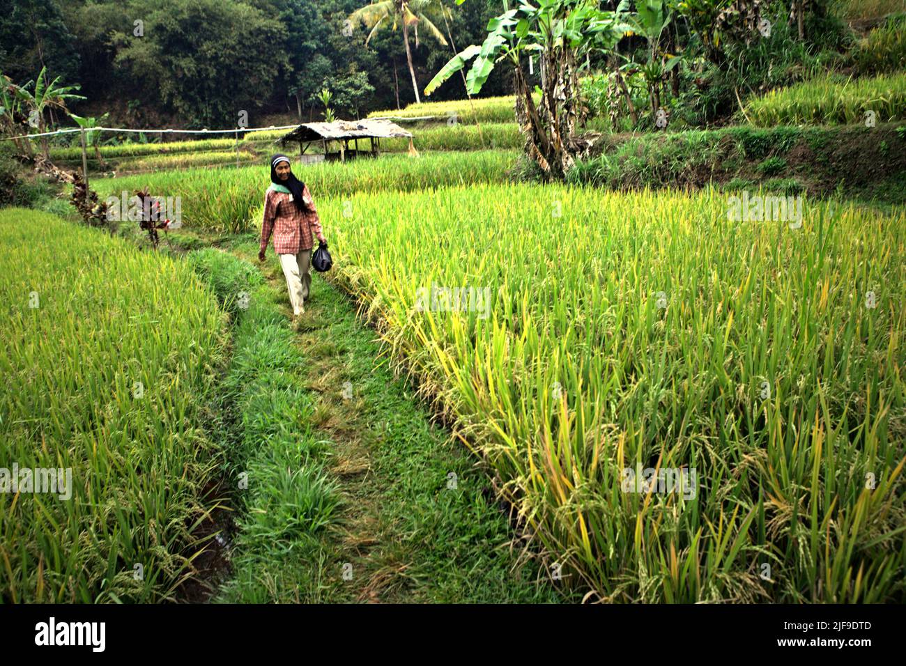 A woman walking on an embankment between rice fields in Sumedang, West ...