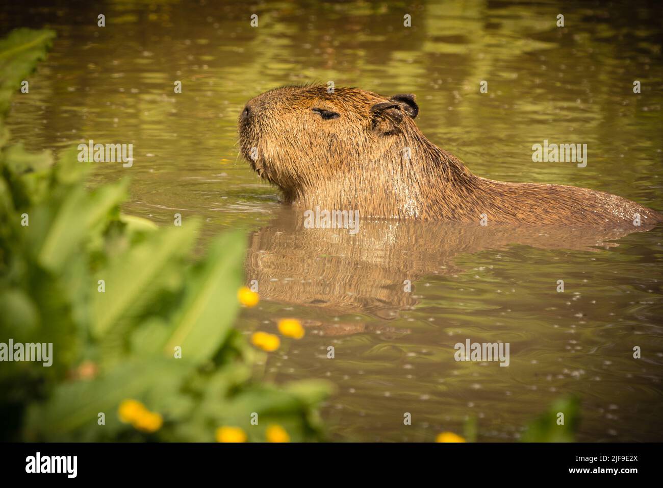 Wet capybara hi-res stock photography and images - Alamy