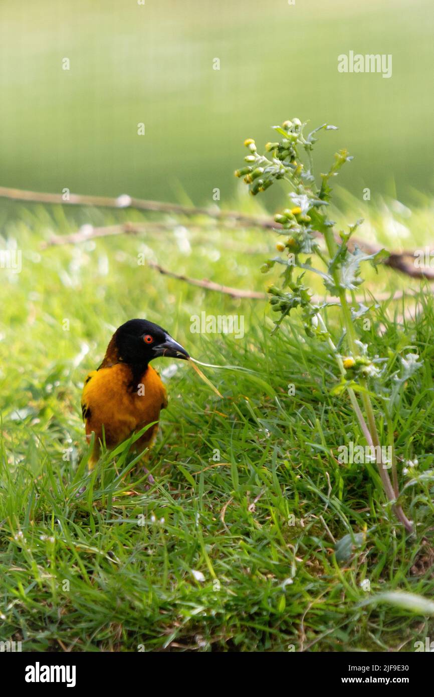 Male weaver hi-res stock photography and images - Alamy