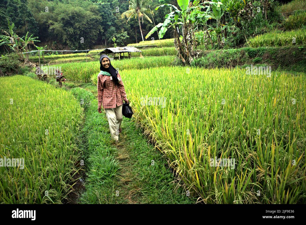 Agricultural paddy field embankment hi-res stock photography and images ...