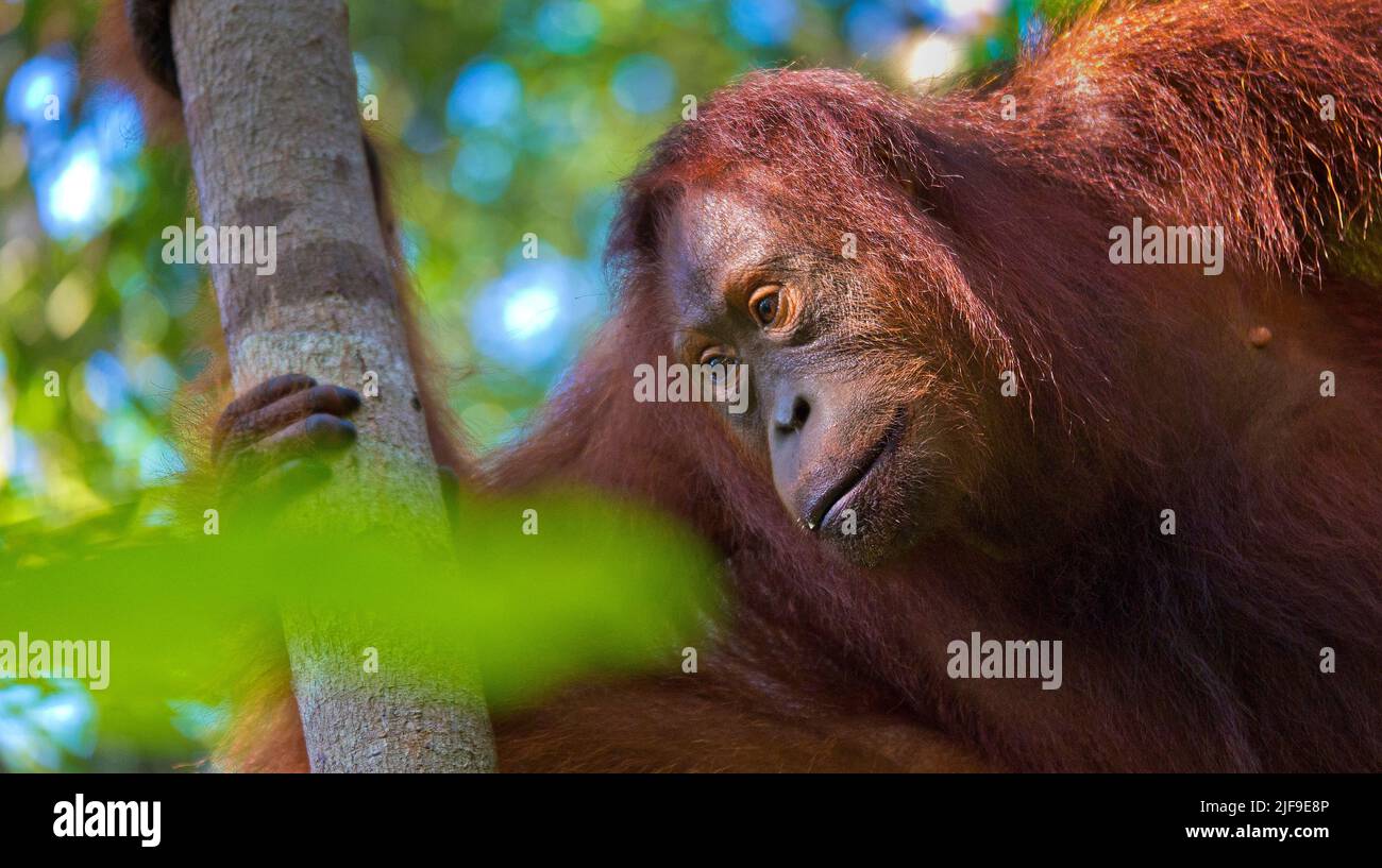 Orangutan, Pongo pygmaeus, Sekonyer River, Tanjung Puting National Park ...