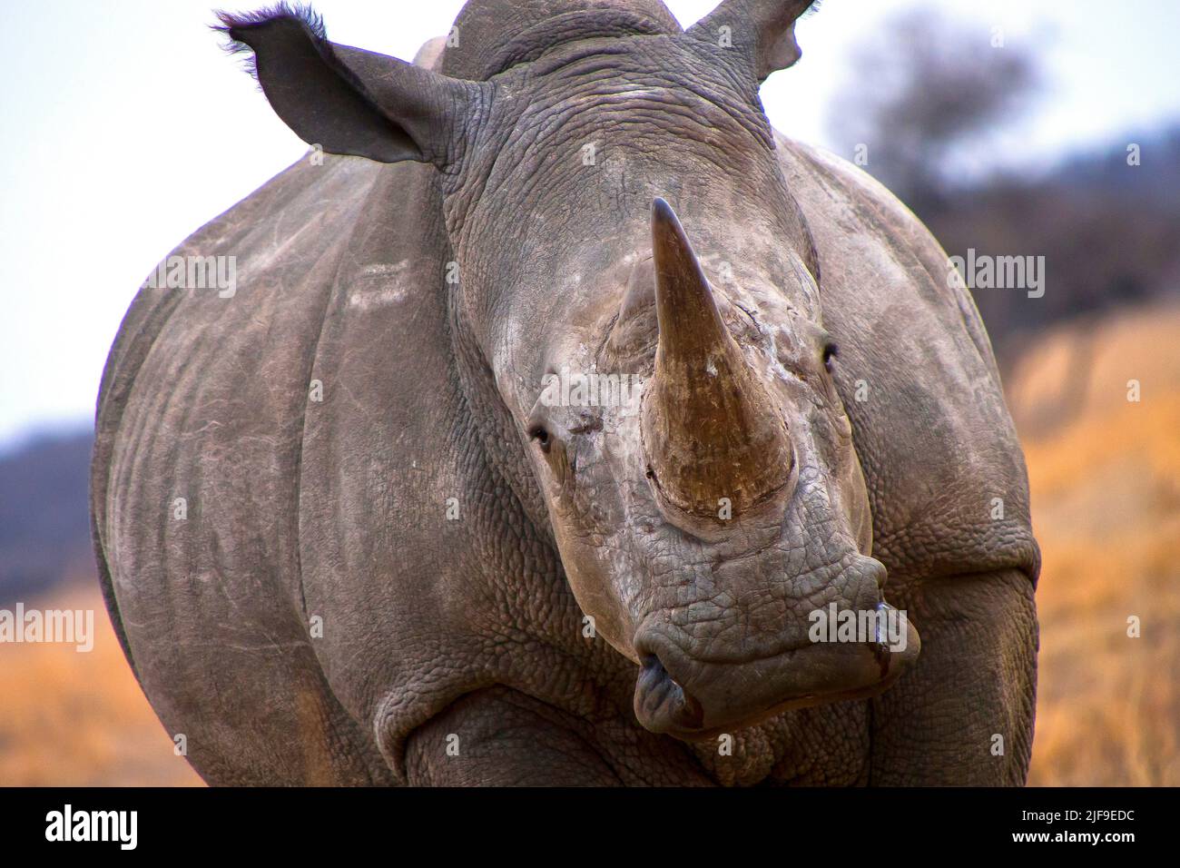 White Rhinoceros, Ceratotherium simum, Square-lipped Rhinoceros, Khama ...