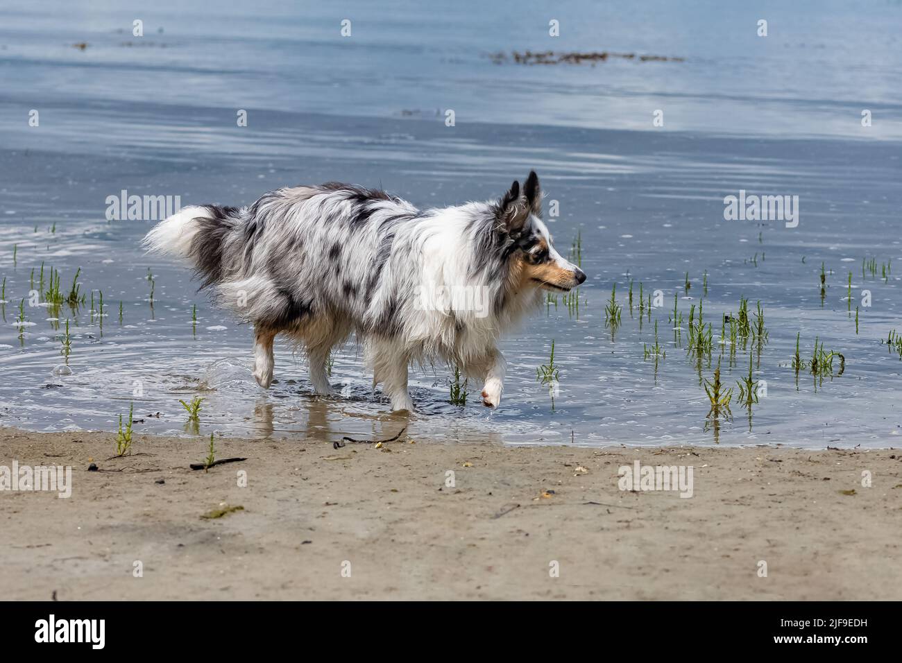 A puppy shetland sheepdog on the beach, portrait Stock Photo - Alamy