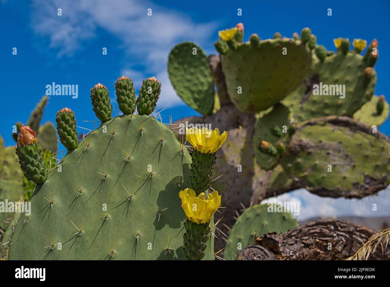 Flowering prickly pears of different colors, prickly pears field in ...