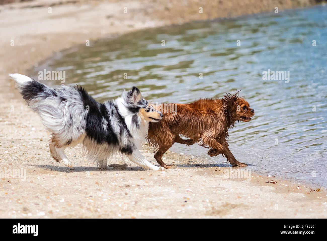 A puppy shetland sheepdog on the beach, playing with a cavalier King ...