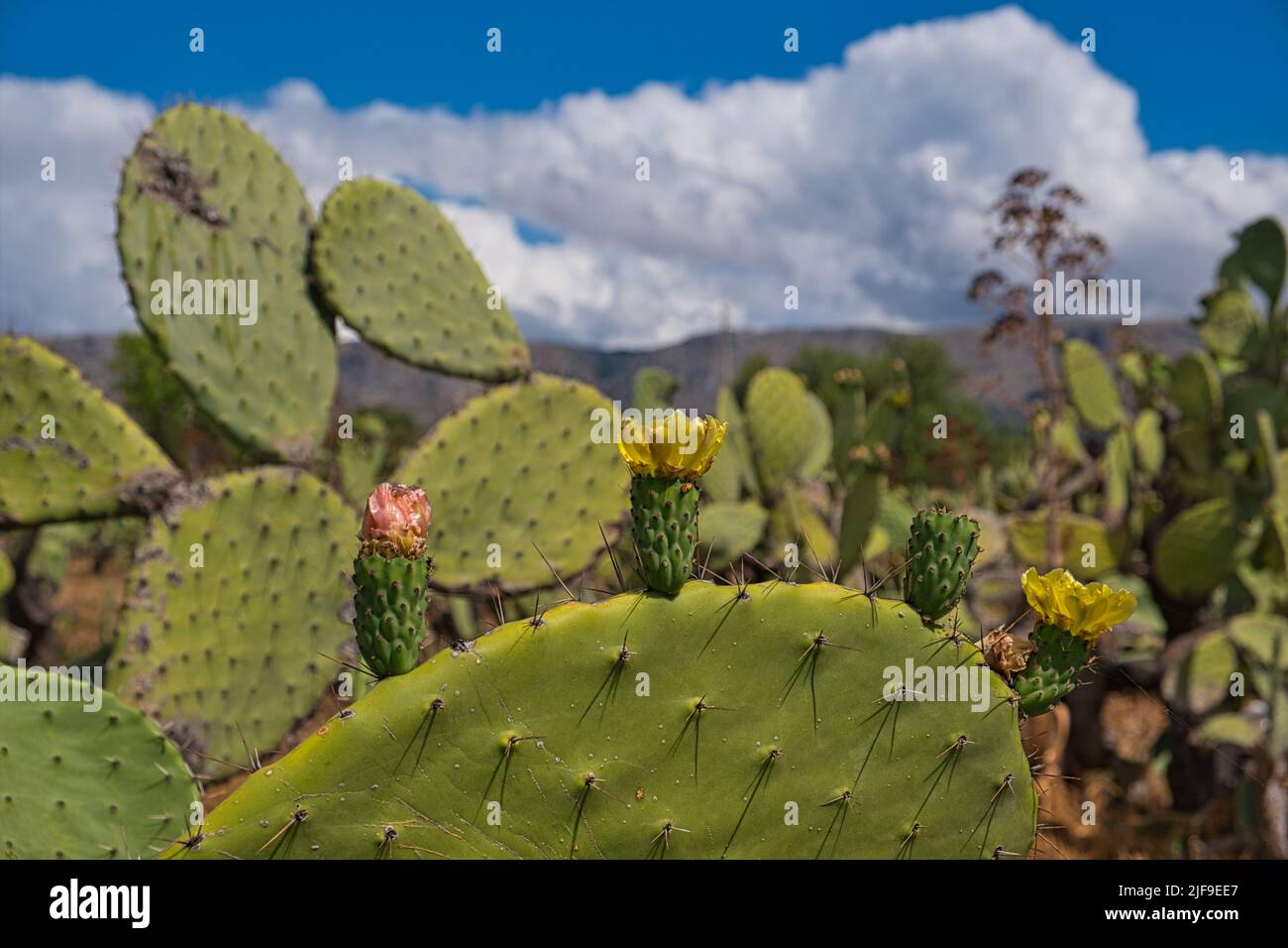Flowering prickly pears of different colors, prickly pears field in ...