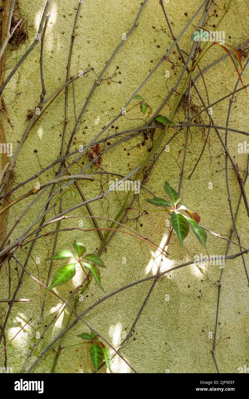 Growing green plant and a wall nature texture pattern Stock Photo - Alamy