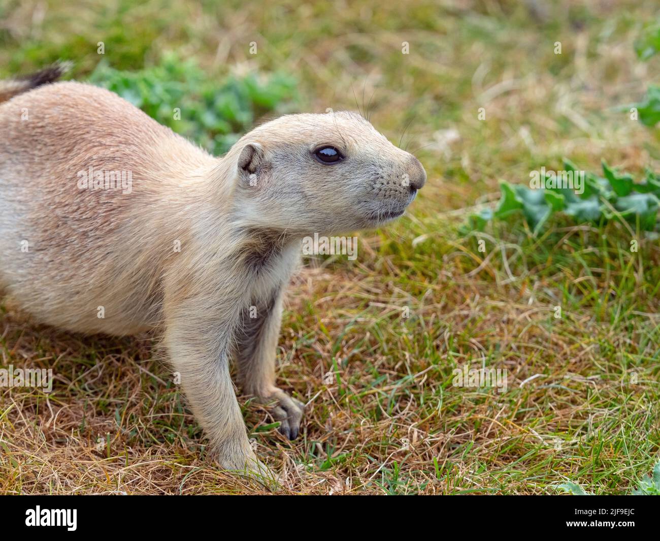 Black-tailed prairie dog Cynomys ludovicianus Stock Photo - Alamy