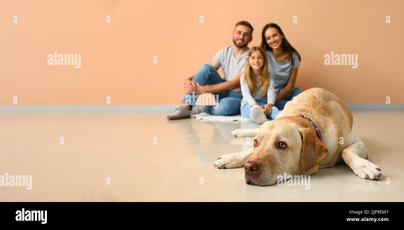 Funny Labrador dog and happy family at home Stock Photo - Alamy
