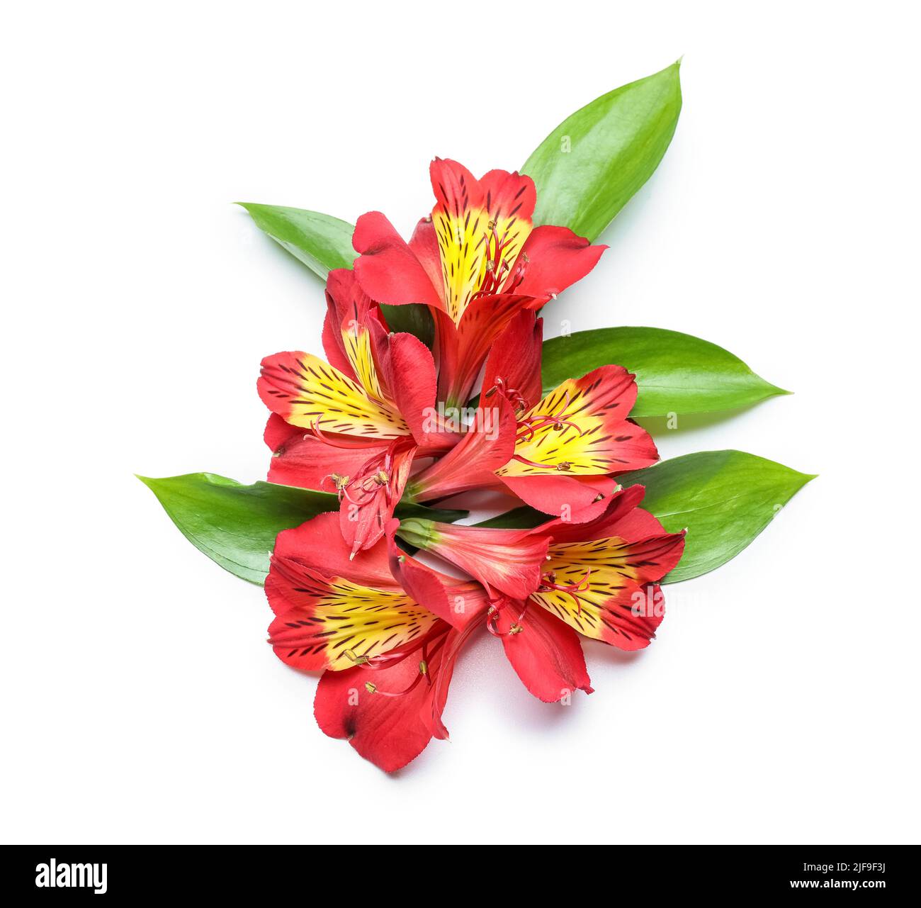 Composition with red alstroemeria flowers on white background Stock ...