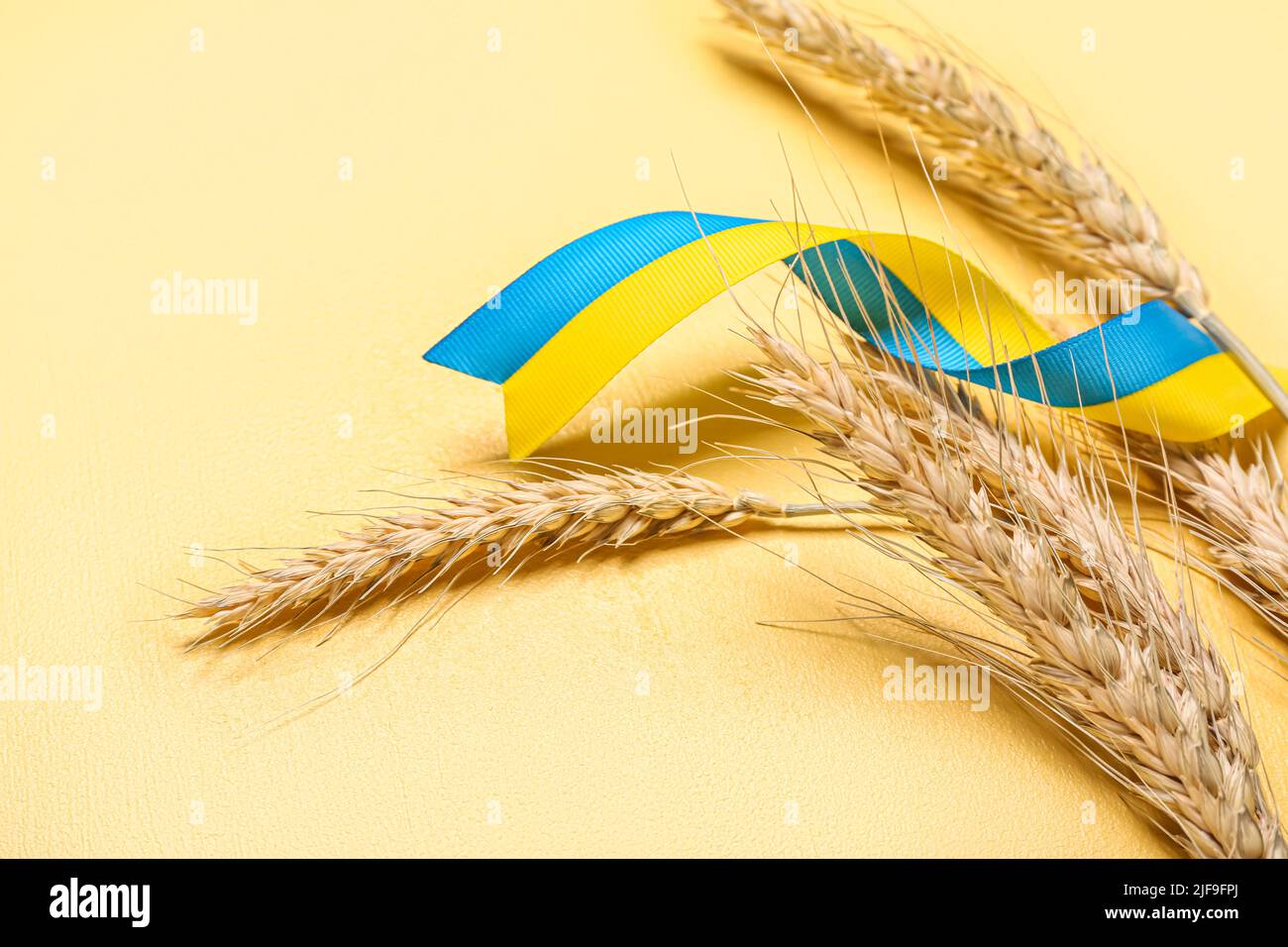 Wheat spikelets and ribbons in colors of Ukrainian flag on yellow ...