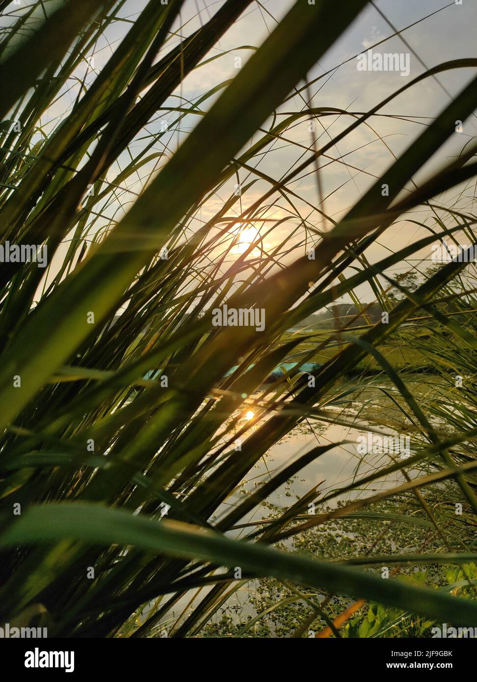 A vertical closeup shot of sun rays going through plants near the lake ...