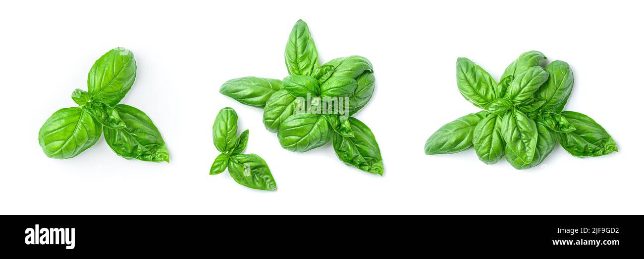 A set of basil leaves in different angles isolated on a white ...