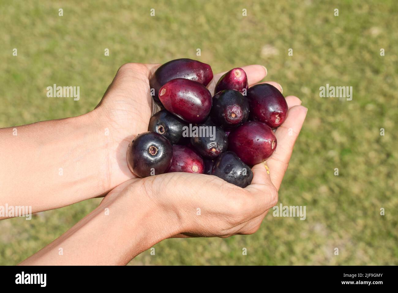 Jambuda hi-res stock photography and images - Alamy