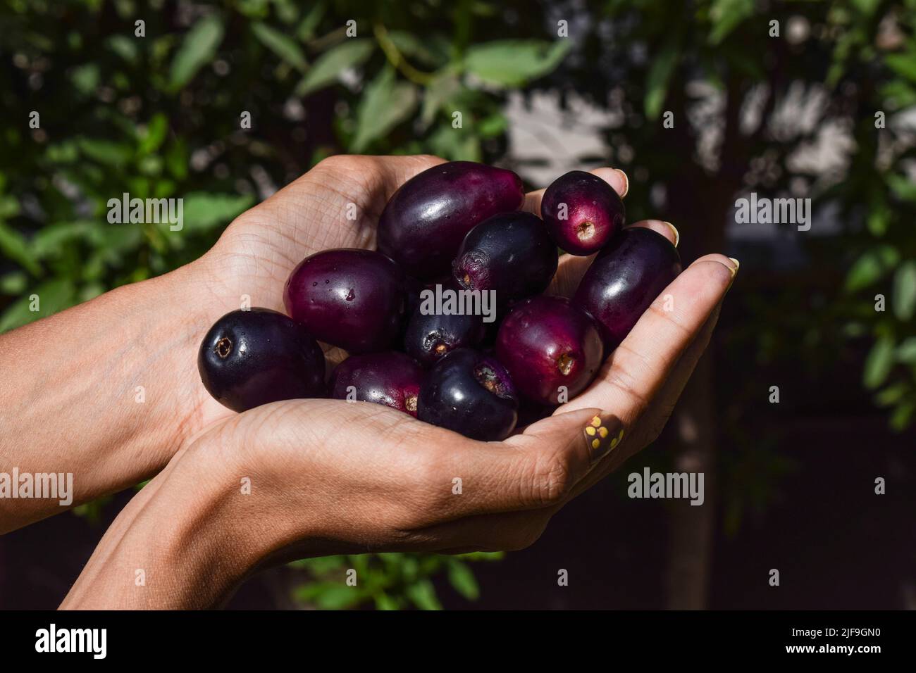Female holding fresh Jamun fruits or Black plum, black java or Indian ...