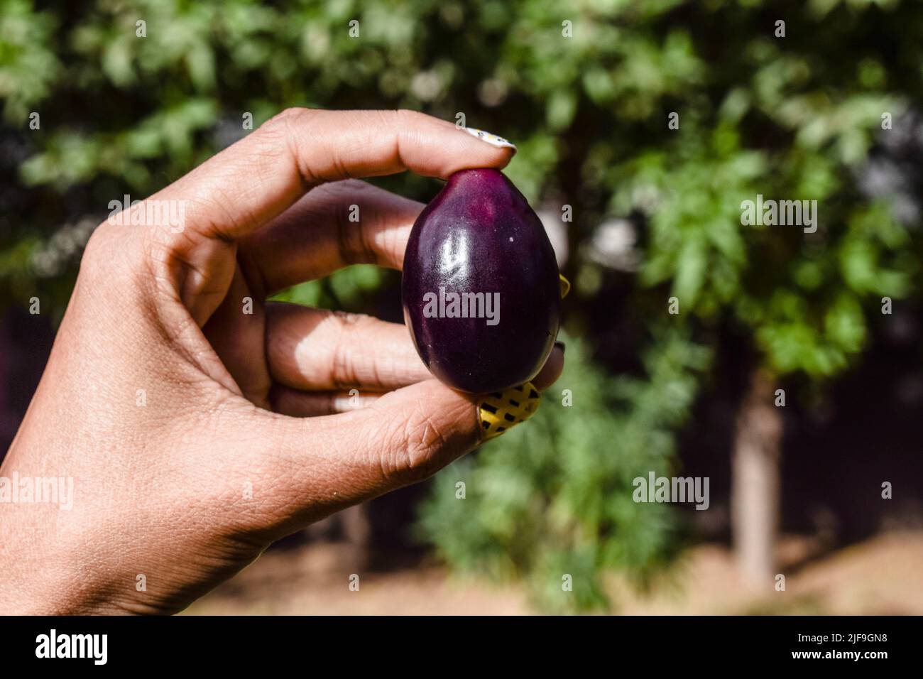 Female holding fresh Jamun fruits or Black plum, black java or Indian ...