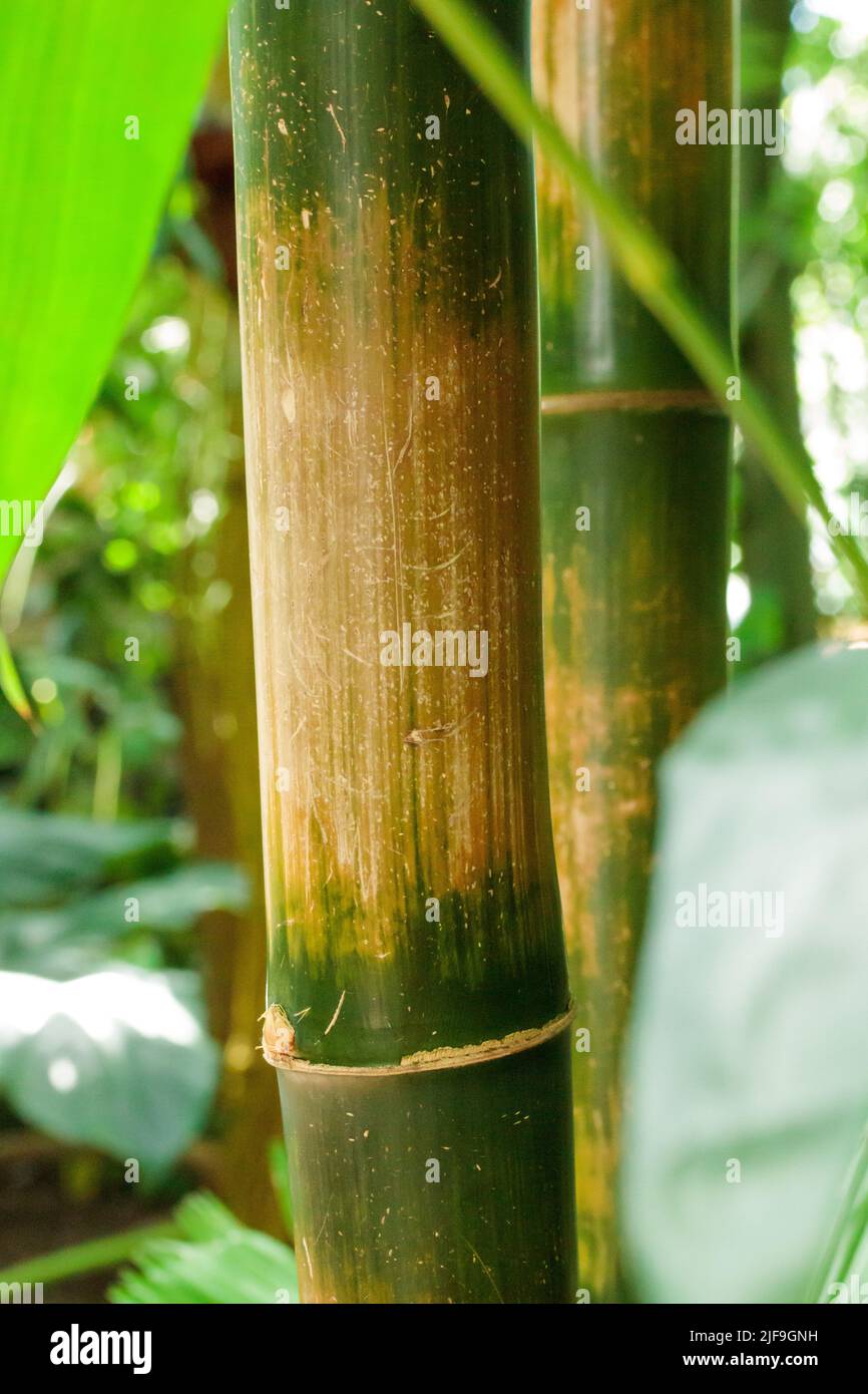 Green bamboo tree and leaves - nature forest Stock Photo - Alamy