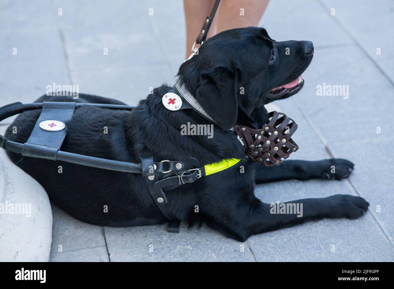 Black Labrador working as a guide dog for a blind woman Stock Photo - Alamy