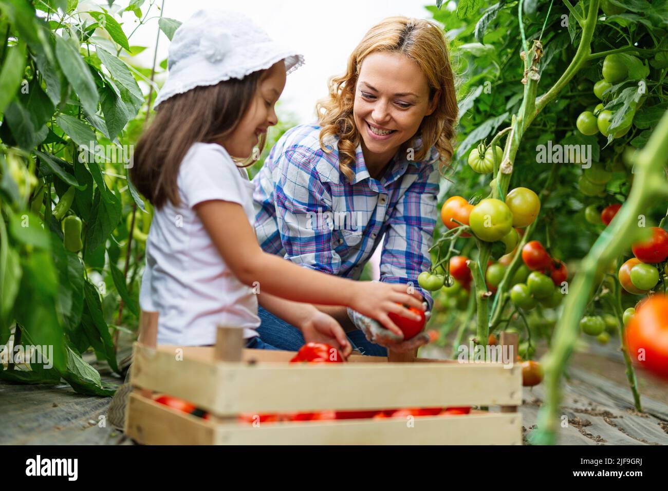 Happy family working in organic greenhouse. Woman and child growing bio ...
