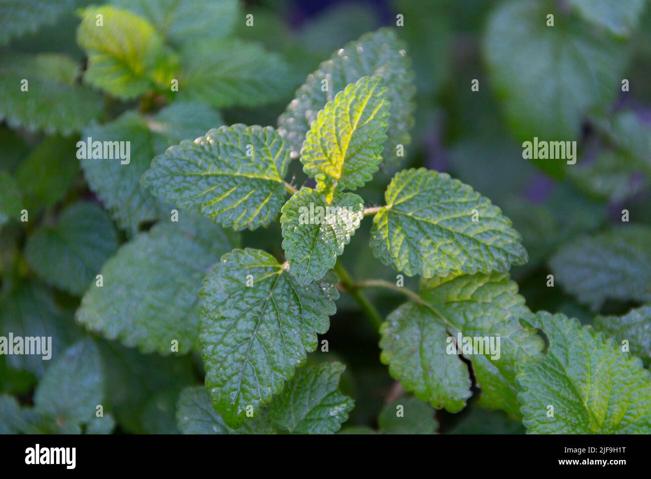 fresh melissa mint plant from the organic garden Stock Photo - Alamy