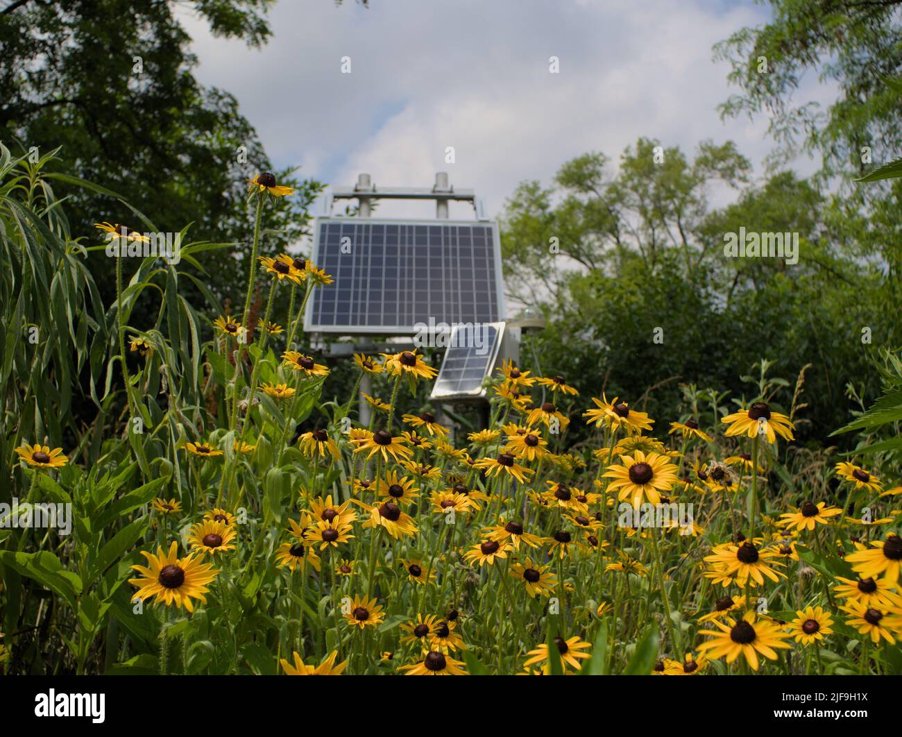 Solar panels field of flowers hi-res stock photography and images - Alamy