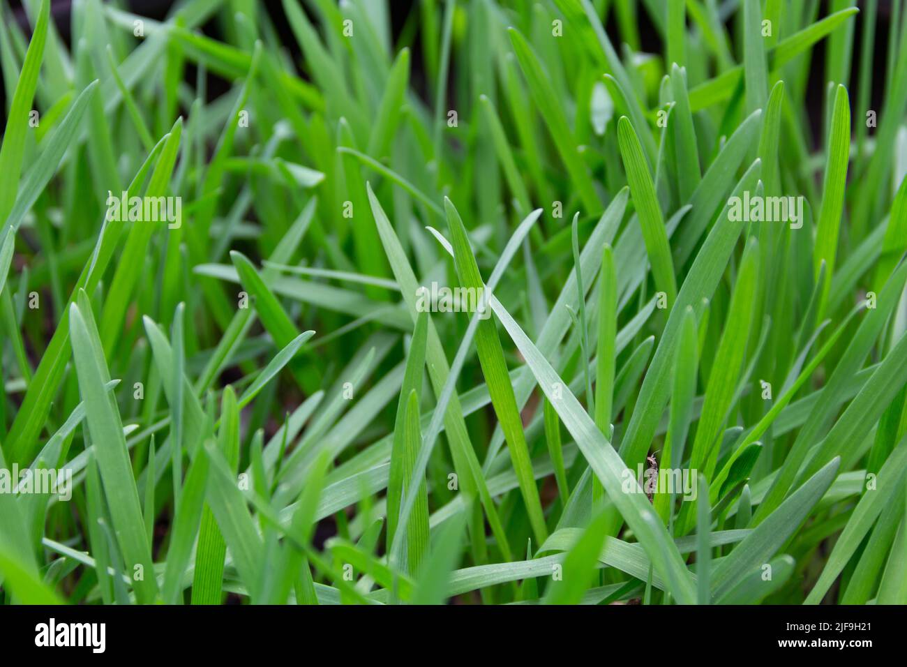 close up view of young organic oat plants for fodder Stock Photo - Alamy