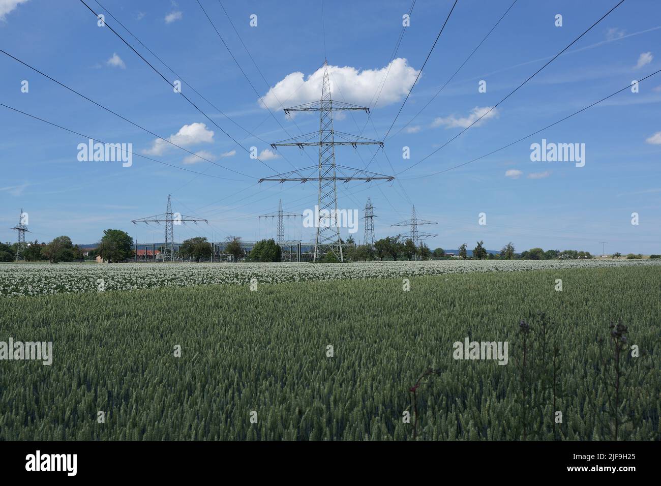Agricultural landscape with flowering potato field, high voltage pylon ...