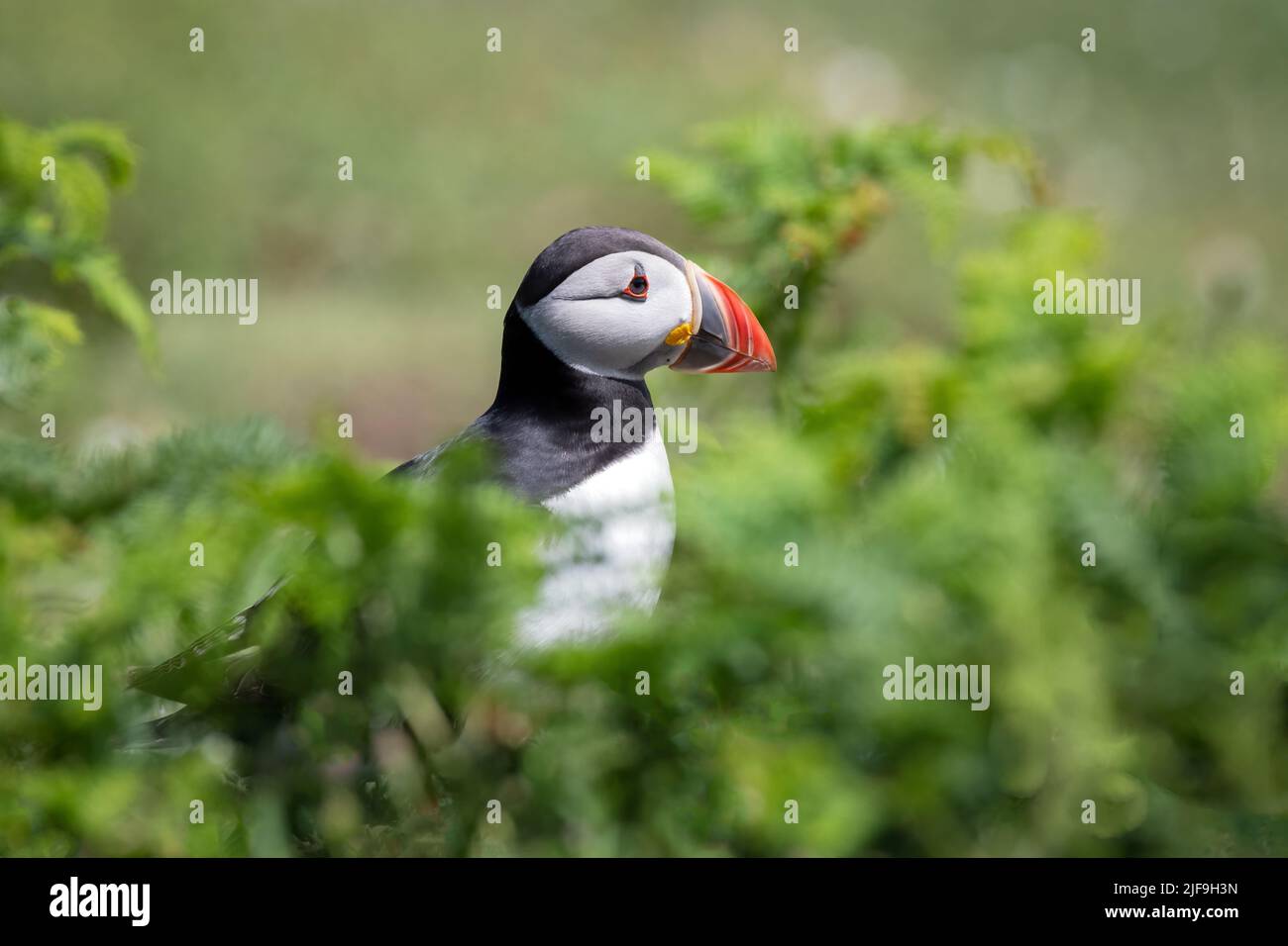 Close up half length profile portrait of an atlantic puffin. It is ...