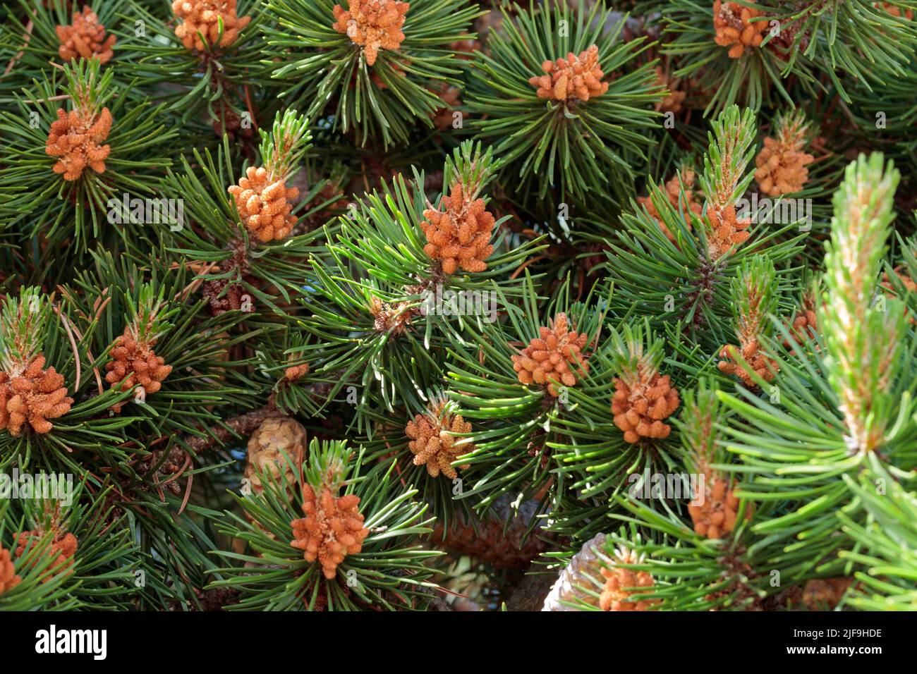 Yellow pollen cones pine tree hi-res stock photography and images - Alamy