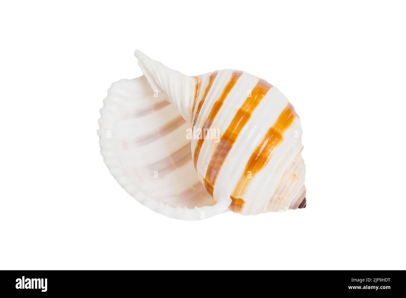 Sea shell isolated on white background. Close up seashell top view ...