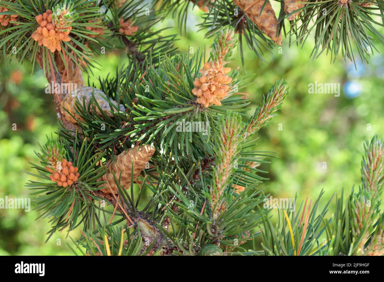 Yellow pollen cones pine tree hi-res stock photography and images - Alamy