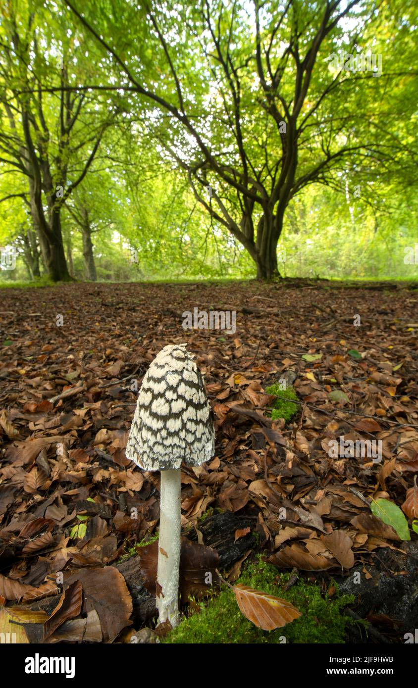 Magpie Fungus: Coprinus picaceus. Surrey, UK Stock Photo - Alamy