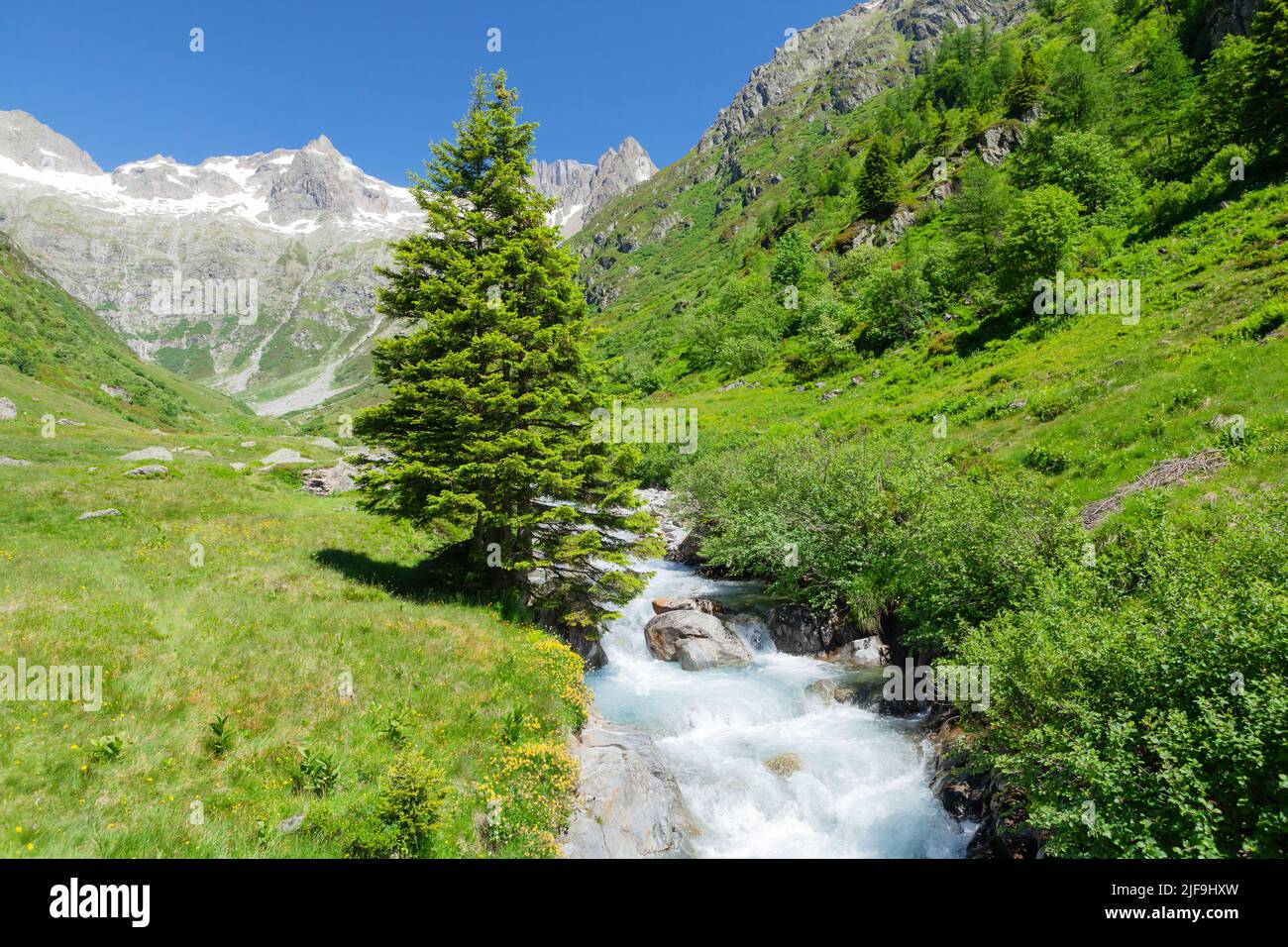 Landscape with snowy Alps mountains in Switzerland, blooming meadows ...