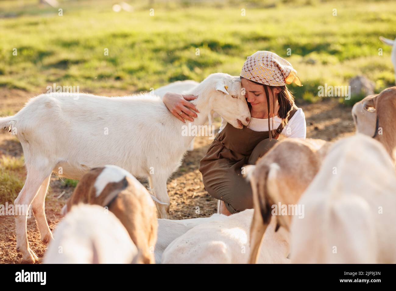 Female farmer taking care of cute goats. Young woman getting pet ...