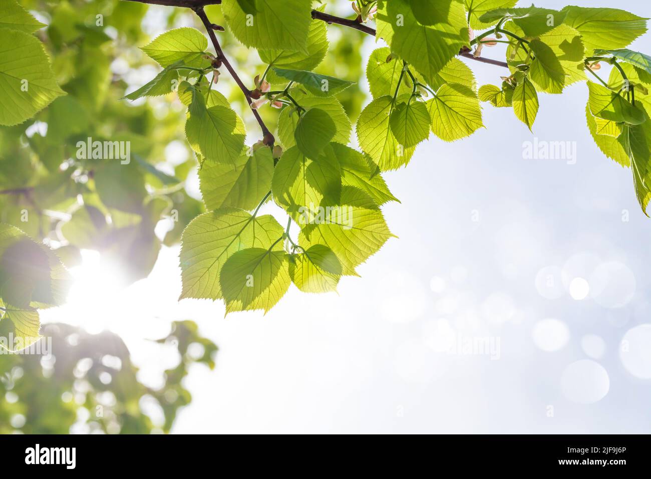 Tree branch with leaves in front of blue sunny sky. Summer background ...