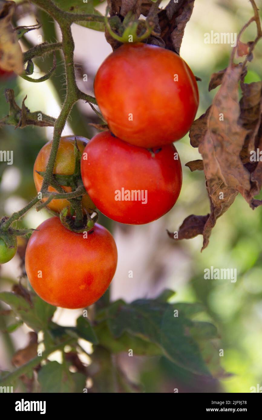 close up view of cherry tomato plants from the organic garden Stock ...