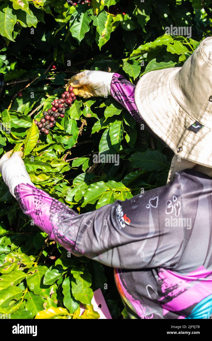 Farmer harvesting ripe coffee beans on farm in Brazil Stock Photo - Alamy