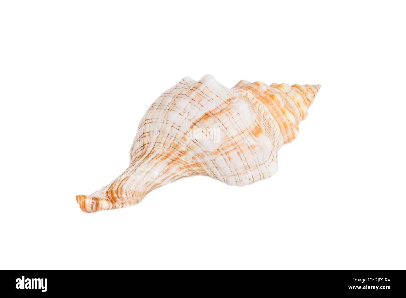 Sea shell isolated on white background. Close up seashell top view ...